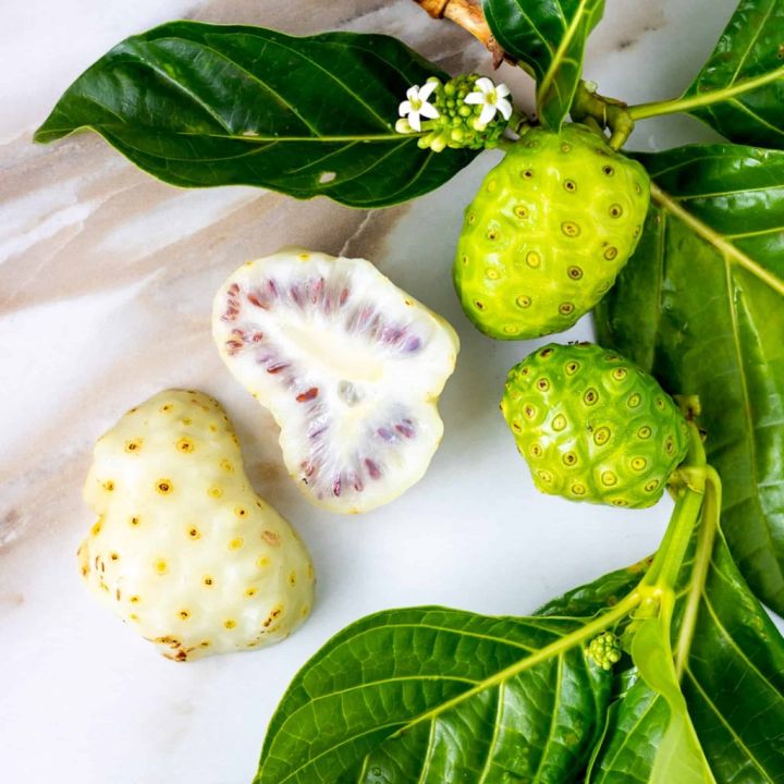 Buah mengkudu cangkudu segar 500 gram | Lazada Indonesia