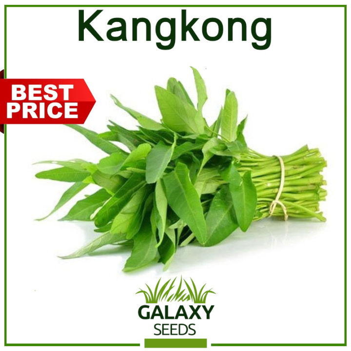 "GalaxySeeds" Kankong Seeds for Planting Vegetable Plants (+/-50 Seed ...