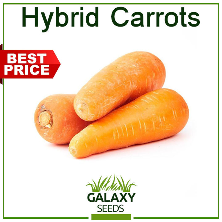 "GalaxySeeds" Value Pack - Hybrid Carrot Seeds for Planting Vegetable ...