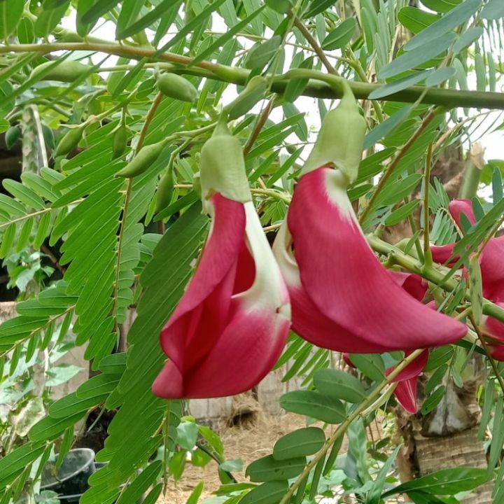 Red Katuray Seeds for Planting / Vegetable Hummingbird Seeds/ Edible ...