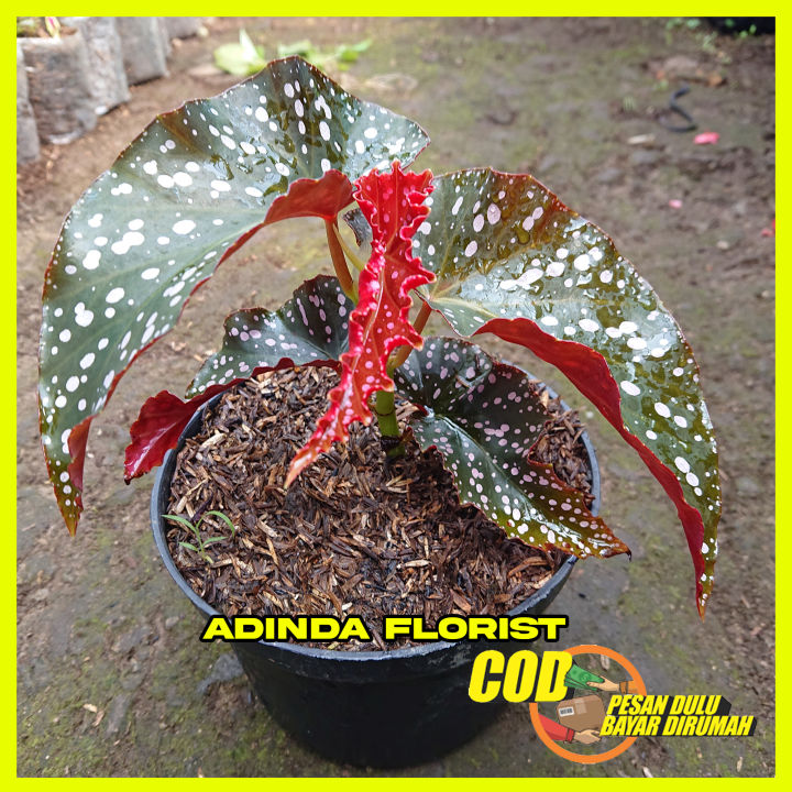 Tanaman Hias Begonia Mocca | Bunga Begonia Mocca || COD Tanaman Hias ...
