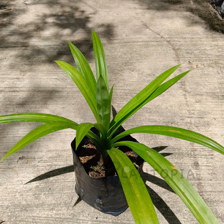 [Plantopia] Pokok Pandan Wangi 班兰叶 | Pandan Leaf | Real Live Herb Plant ...