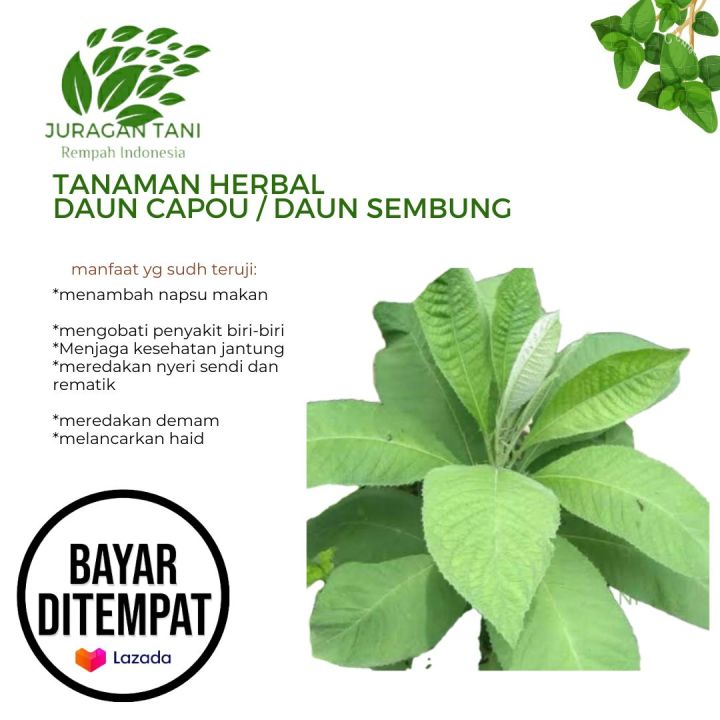 ( COD ) Daun Sembung Segar / Daun Capeu | Daun Herbal Penambah Napsu ...
