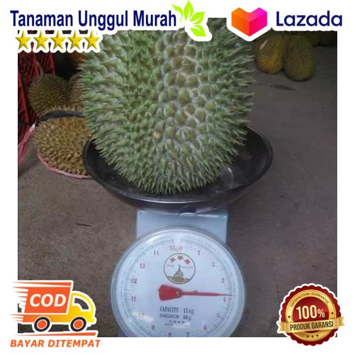 2 Durian Mk Musangking Dan Duri Hitam Malaysia Xeon | Lazada Indonesia