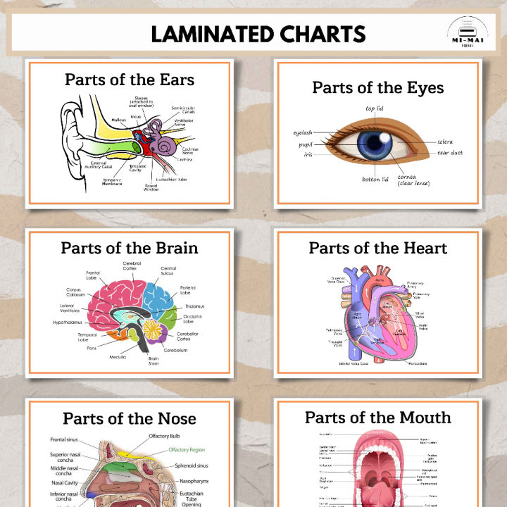 Parts of the Eyes, Ears, Nose, Mouth (A4 Size Laminated Educational ...
