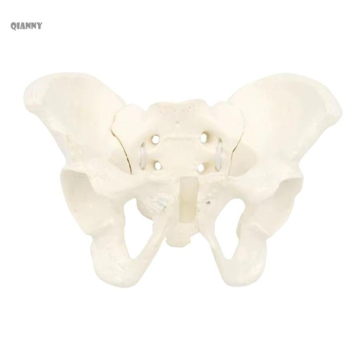 QIANNY 1:2 Size Pelvis Mini Pelvis Model Movable Femur Heads Elastic 3D ...