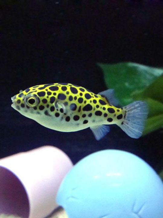 Pufferfish, submarine fish, ornamental fish, freshwater tropical fish ...