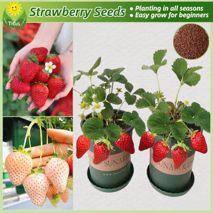 [Fast Growing Seeds] Fresh Strawberry Seeds for Planting & Gardening ...