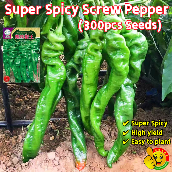100% Original High Yield Screw Pepper Seeds for Sale (Fresh 300pcs ...