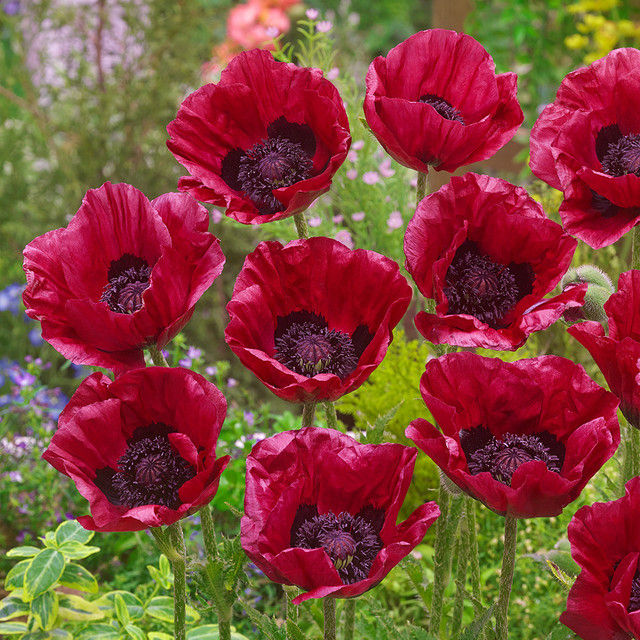 500 เมล็ด ดอกป๊อปปี้ ปลูกง่ายได้ทุกฤดู Poppy Papaver Seeds สายพันธุ์ ...