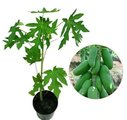 Bibit Tanaman Pepaya California Pohon Pepaya Pohon Pepaya | Lazada ...