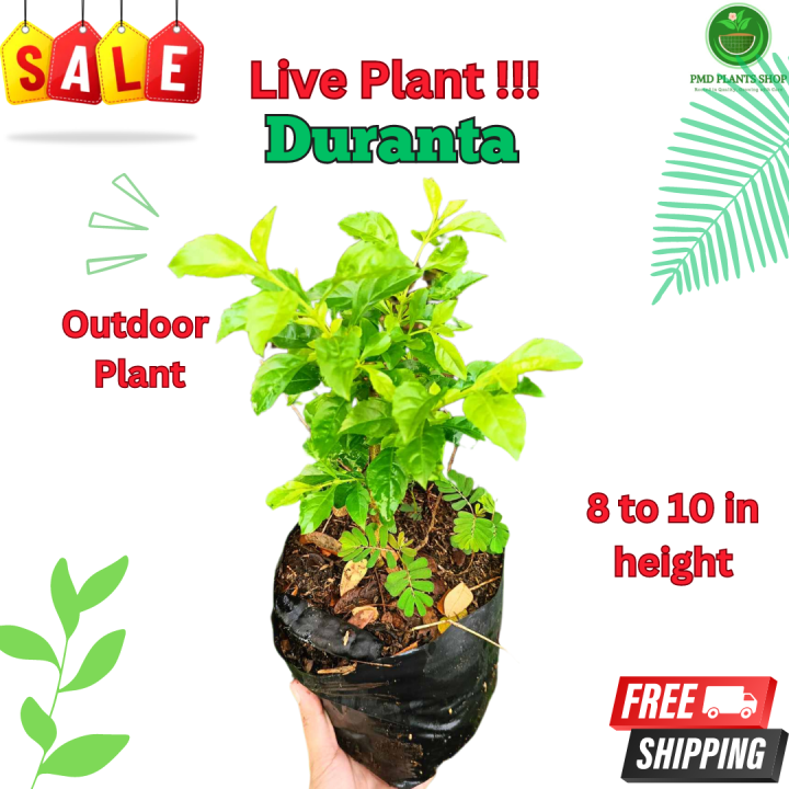 Live Duranta Plant (Golden Dewdrop) Outdoor Plant I used for ...