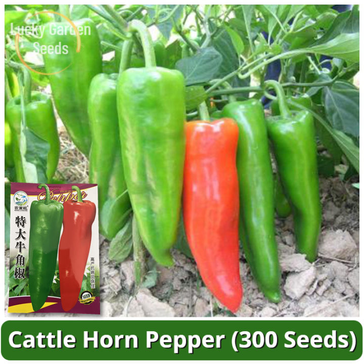High Yield Giant Cattle Horn Pepper Seeds (300 Seed) Biji Benih Chili ...