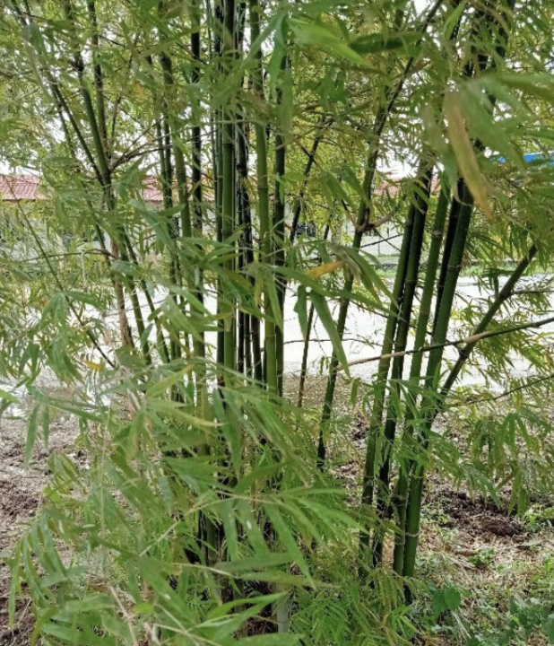 Anak Pokok Buluh madu tumpat & hiasan/Buluh lemang | Lazada