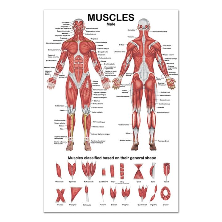 Professional Human Muscular System Anatomical Chart Human Muscle ...