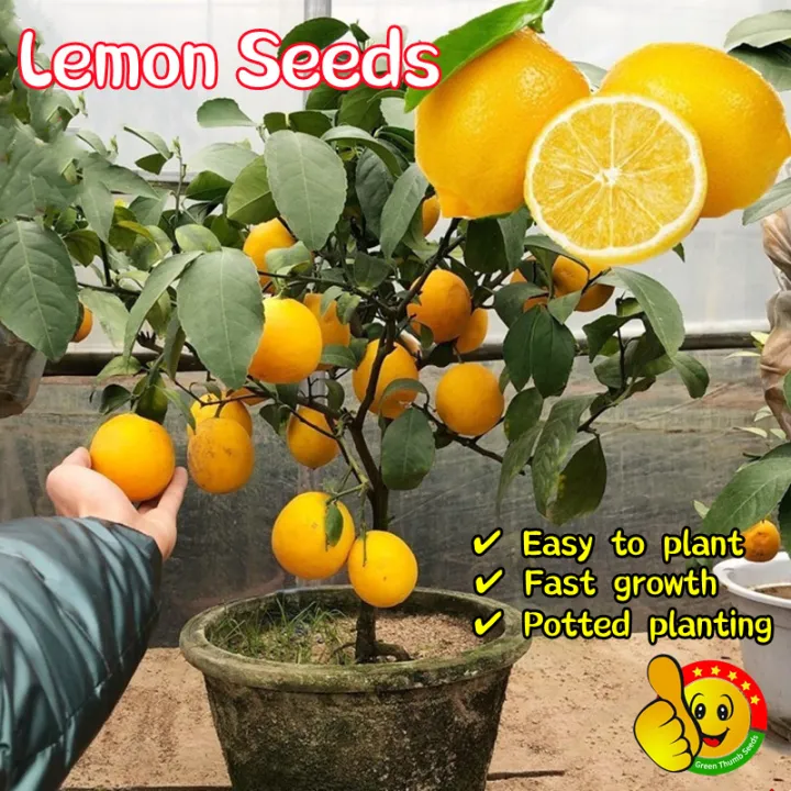100% Original Edible Dwarf Lemon Seeds for Sale (Fresh 20pcs Seeds) 柠檬种子 Lemon Fruit Seeds for ...