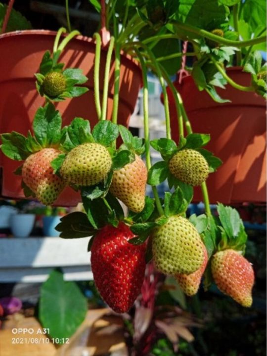 【GW】pokok strawberry | Lazada