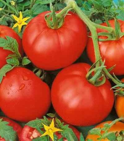 FLORADADE TOMATO - ( 158 seeds) | Lazada PH