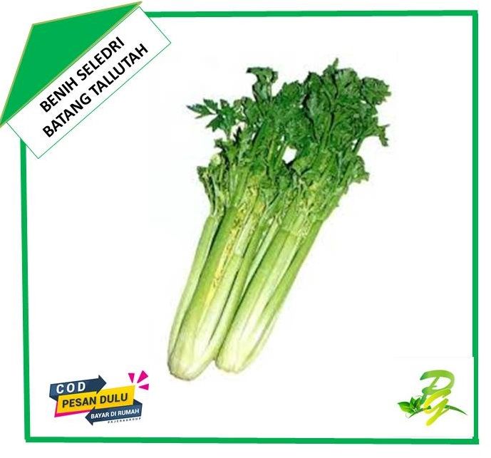 Benih Seledri Batang Besar TALL UTAH - Isi 150 Biji | Lazada Indonesia