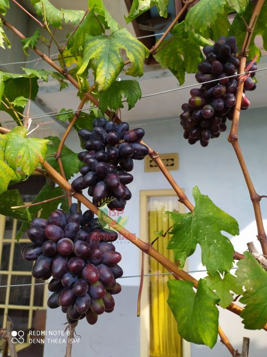 Cuting / batang coklat Anggur impor untuk benih harga untuk 1 batang ...