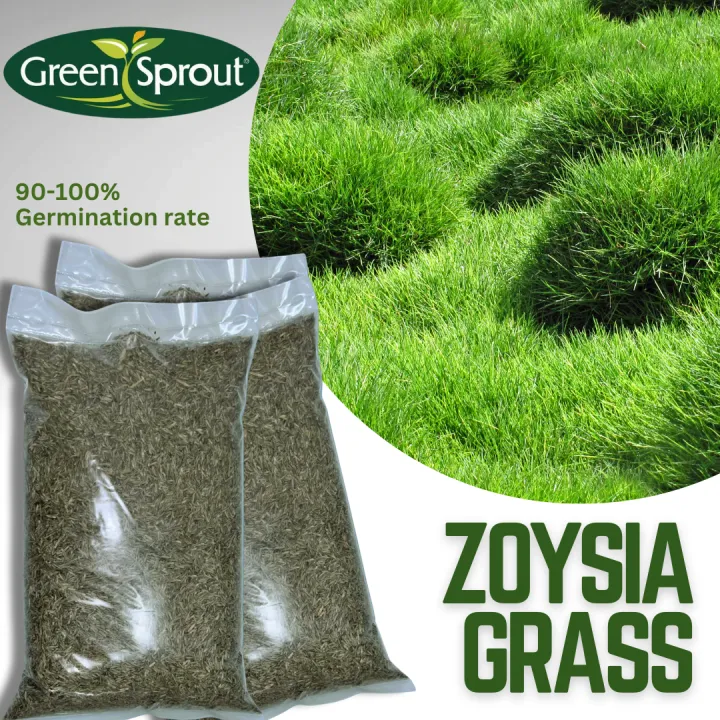 Zoysia Grass Seeds 1KG - 500g– Pang Landscaping, Pang Lawn, Makapal na ...