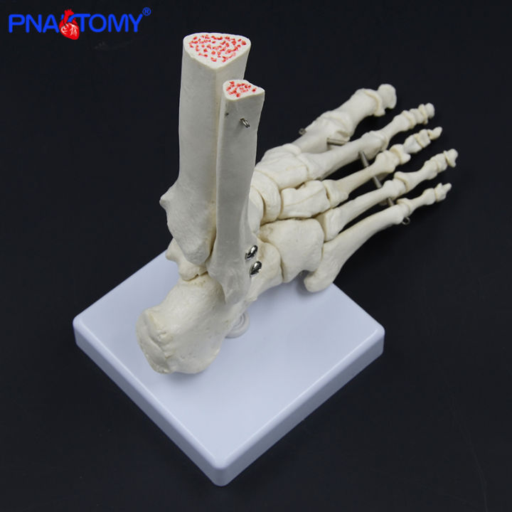 Joints And Bones Of Foot Anatomy Human Foot And Ankle Model Skeleton ...