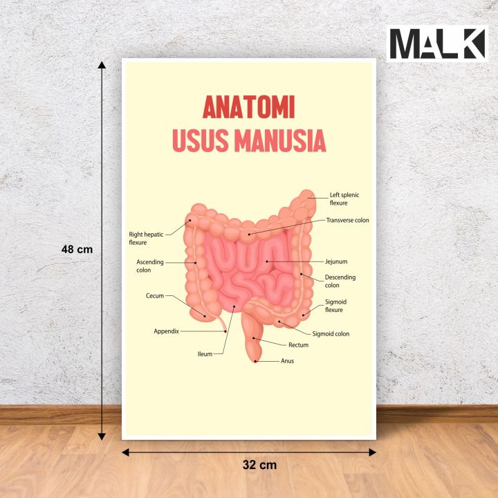 Poster ANATOMI USUS | Lazada Indonesia