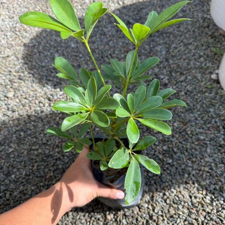 90s Greenovation Live Plant Schefflera Arboricola Green 室外绿鹅掌藤 (9x9 ...