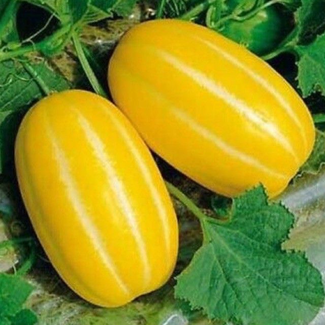 Korean Melon Seeds rare seeds | Lazada PH