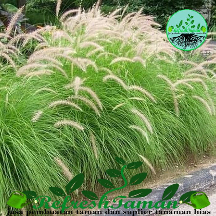tanaman hias alang alang ekor kuda - ilalang ekor kuda | Lazada Indonesia