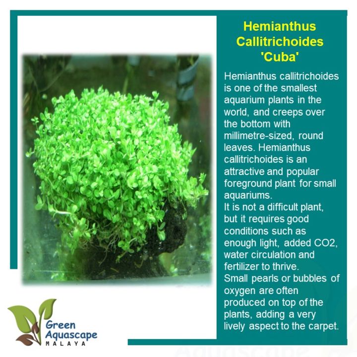Hemianthus Callitrichoides 'Cuba' (Dwaft Baby Tears) 迷你矮珍珠 - aquarium ...