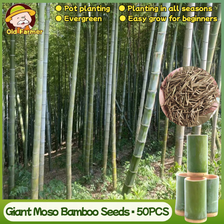 100% Original Fresh Giant Moso Bamboo Seeds Phyllostachys Seeds for ...