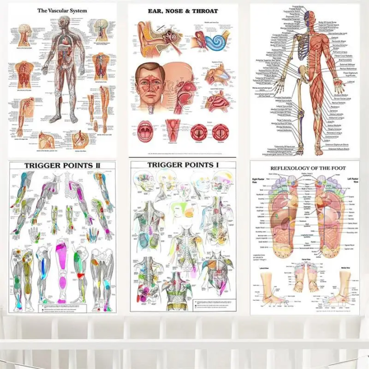 2025 Anatomy Trigger Points Chart Educational School Poster Human Body Science Canvas Art for ...