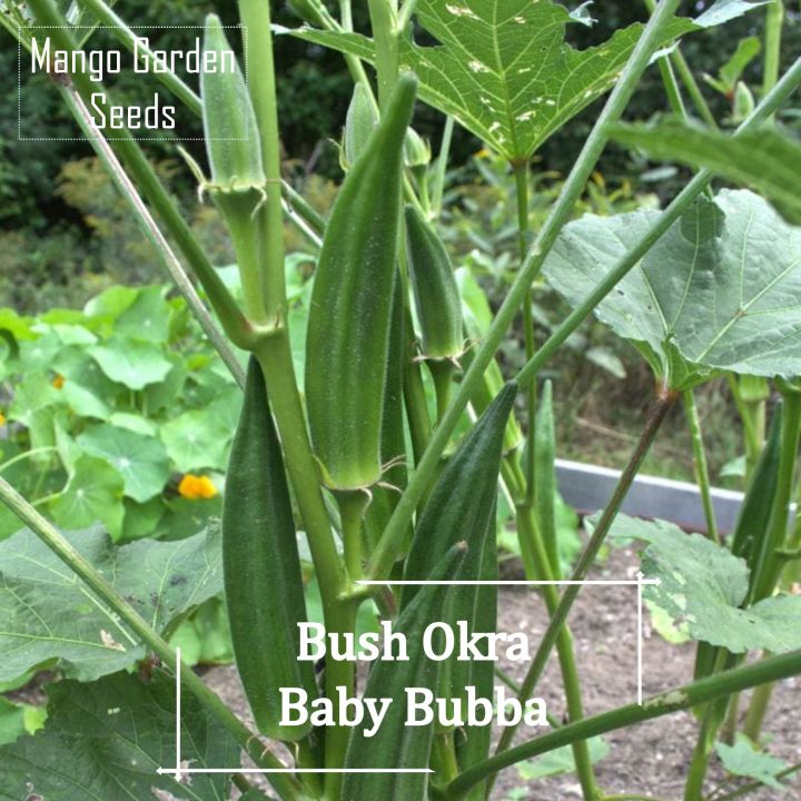 Benih Kacang Bendi Baby Bubba - 15 biji 🌱 Sesuai untuk pasu, jenis ...