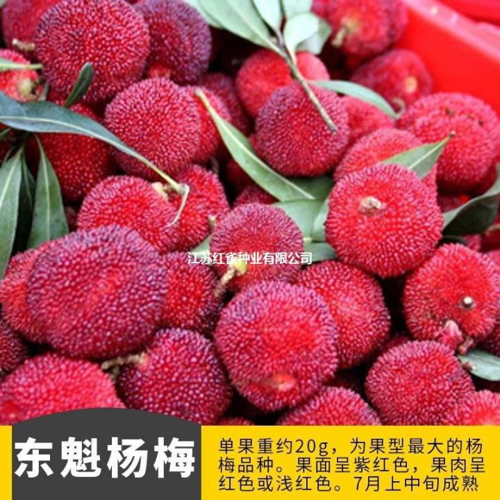 Dongkui Yangmei Tree Seedling Grafting Basin Planting Southern Extra Large Fruit Tree Seedling ...