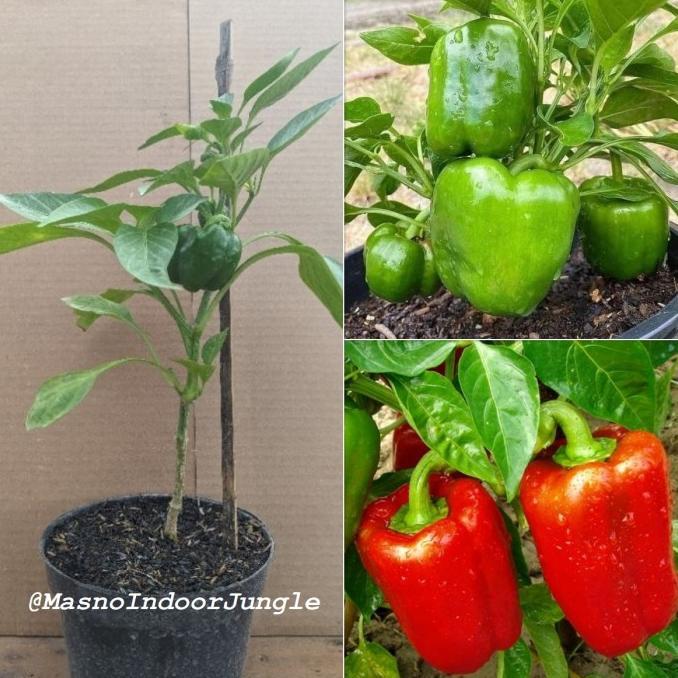 Tanaman Sayur Paprika - Bibit Pohon Tanaman Buah Sayur Paprika Berbuah ...
