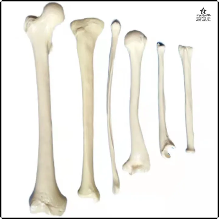 [llesd] Humerus Femur Shin Tibia Hip Bone Clavicle Radius Perone Fibula ...