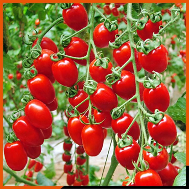 200 Seeds SUPER POPE TOMATO SEEDS-TOMATOES SEEDS High Yielding Variety ...