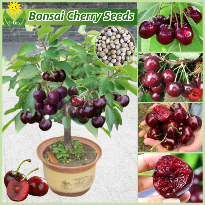 100% Legit Fresh Bonsai Cherry Seeds for Planting (20pcs/pack) Organic ...