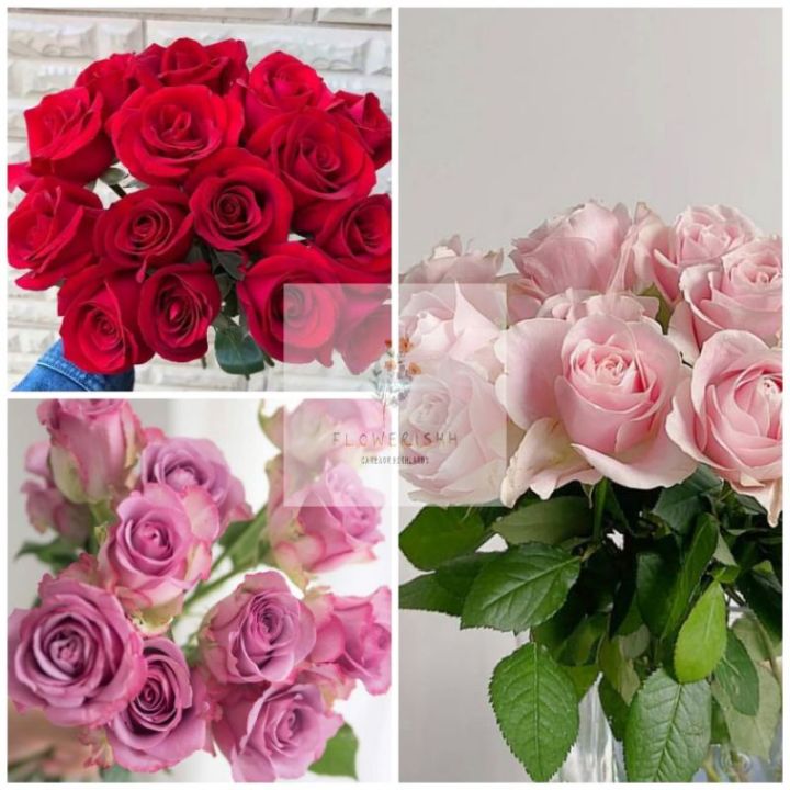 [🌹READYSTOCK现货🌹] (10pcs) ROSES 玫瑰 FRESH FLOWER BUNGA SEGAR ROSE Cameron ...
