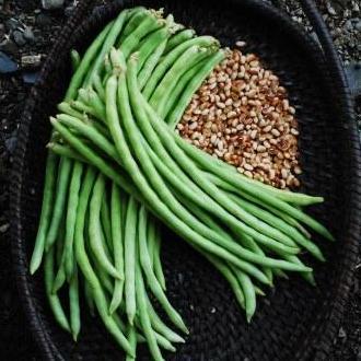 BUSH SITAO (30 Seeds) - Short Green Variety | Lazada PH