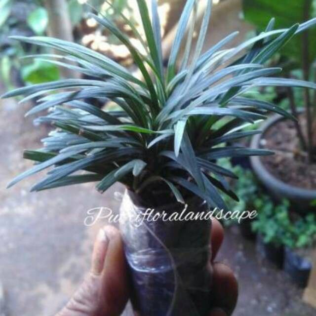 tanaman hias kucai mini-rumput kucai mini-kucai mini | Lazada Indonesia