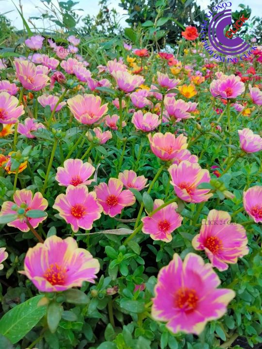 1 Ký Cành Giống Hoa Mười Giờ SAM ĐƠN Chuẩn SAM THÁI Nhập Khẩu Hoa To ...