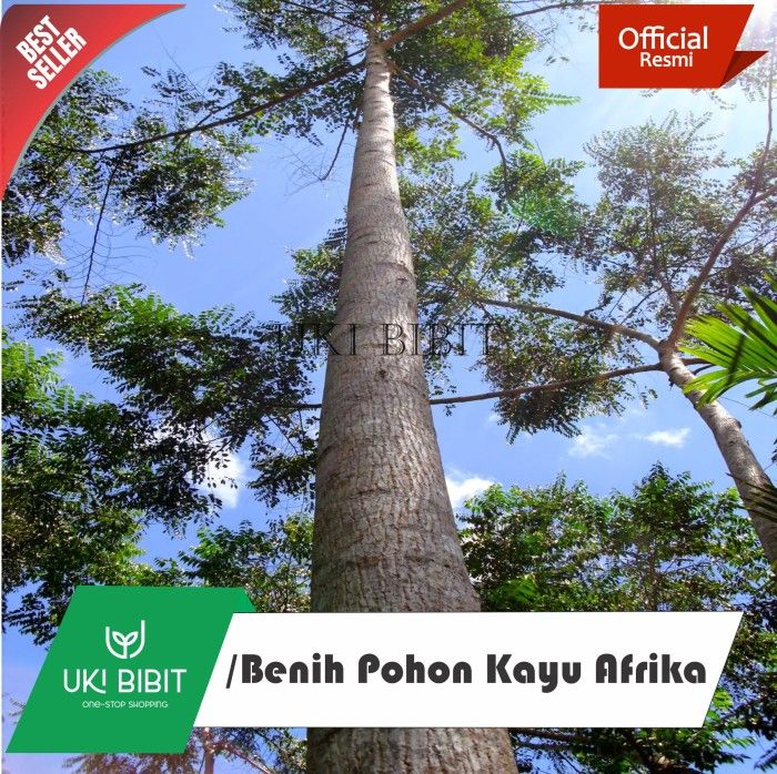 ( 100 Gram ) Benih Biji Pohon Kayu Afrika | Sobsi | Lazada Indonesia