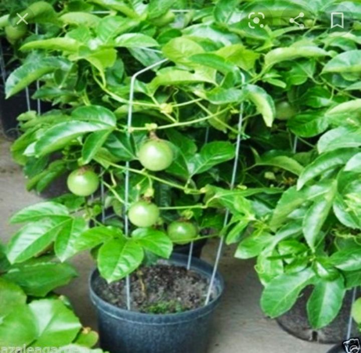 ANAK POKOK MARKISA WARNA UNGGU YG BESAR, WANGI DAN SEDAP / PASSION ...