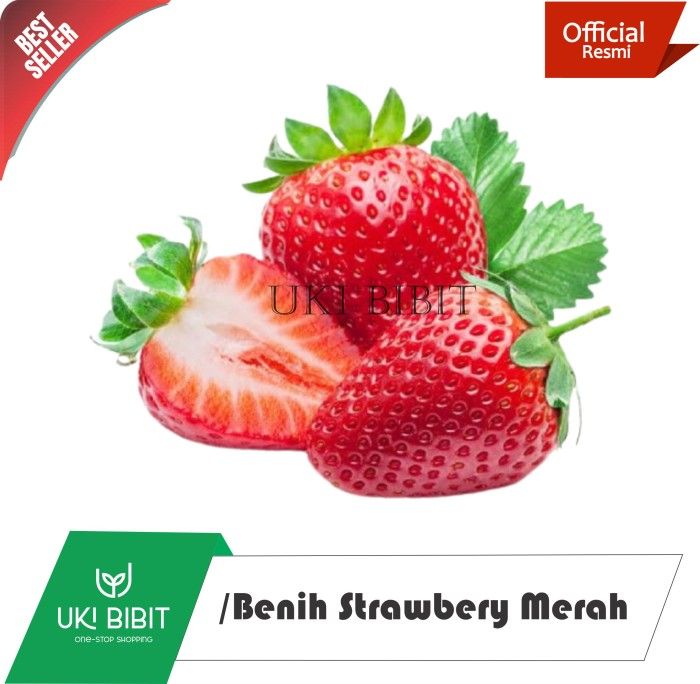 ( 600 Butir ) Benih Strawberry Merah | Lazada Indonesia
