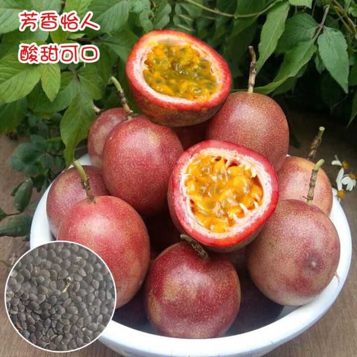 50 Seeds (buy 2 get 1 free) Good Quality Passion Fruit Bonsai ...