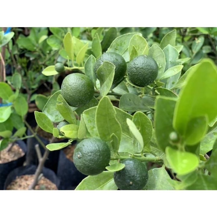 【Live Plant】Pokok limau kasturi/ lime tree/ 桔子树苗 2ft | Lazada