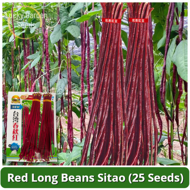 High Yield Red Long Beans Seeds (25 Seed) 红长豆种子 Long Beans Plant Seeds ...