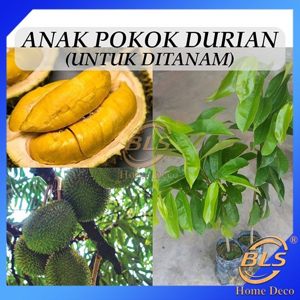 Anak Pokok Durian (Untuk Ditanam) Musang King / Tupai King / Duri Hitam ...